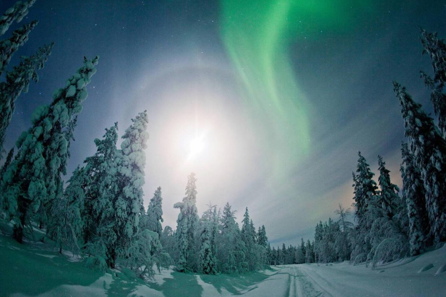 O que é floresta boreal? - Aurora Boreal e Viagens sob medida ao Ártico ...